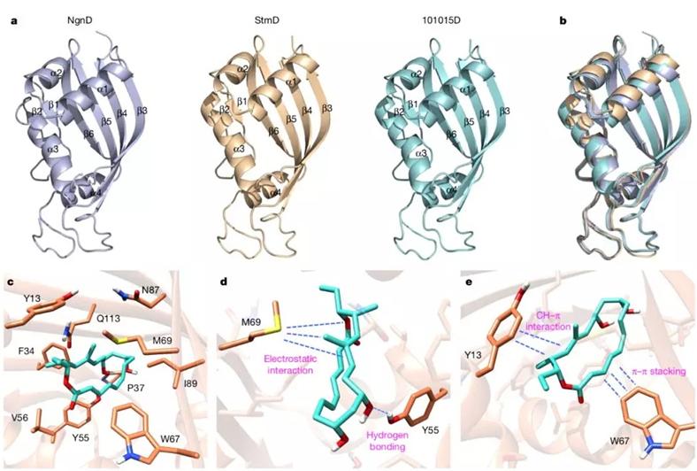 Trinuclear Copper Biocatalytic Center Forming the Active Site of ...
