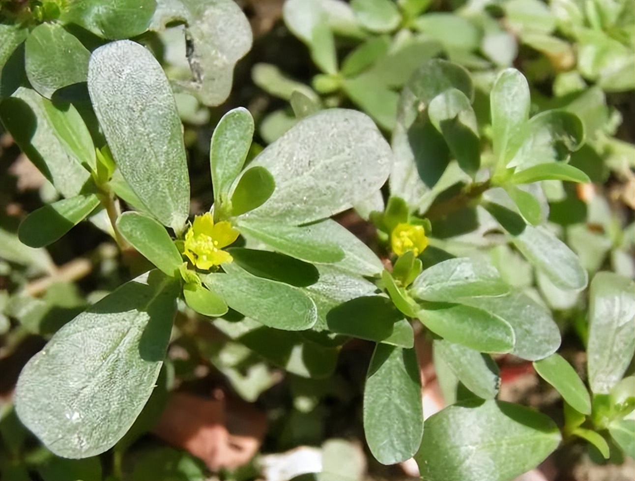 "Purslane" is a treasure, used to boil water to drink, or it can help ...