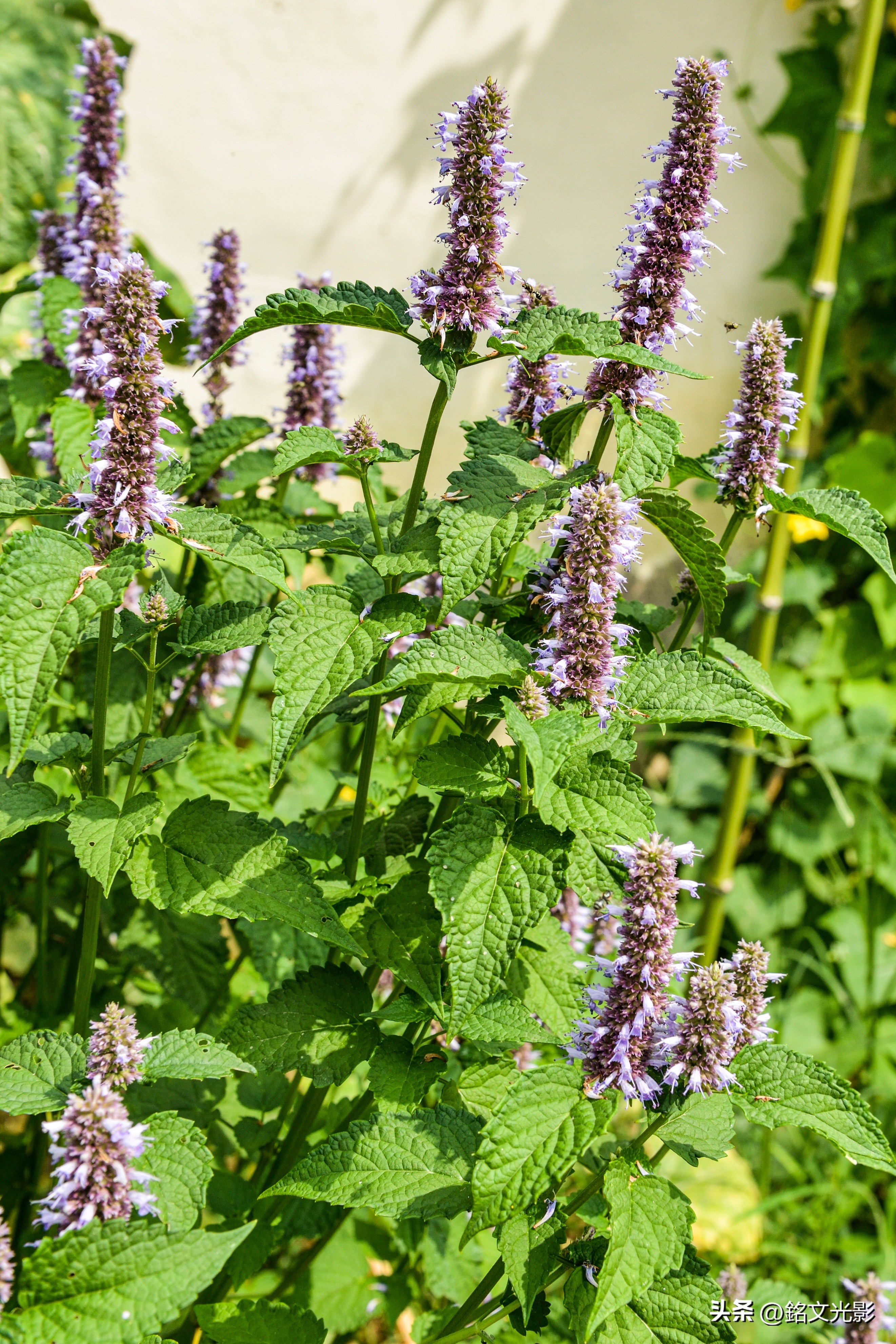 Ageratum stems and leaves aromatic flowers bloom purple blue - iNEWS