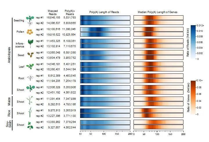 practical!Multi-tissue mRNA poly(A) tail length map of rice, maize ...