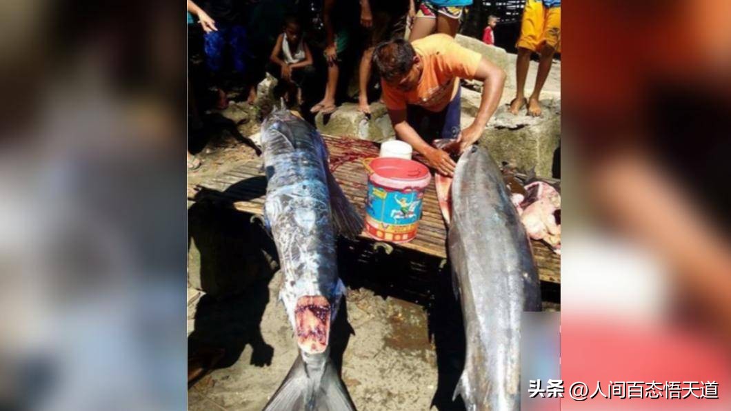 Fish world gangster? Fisherman catches 'tattooed' monster fish - iNEWS