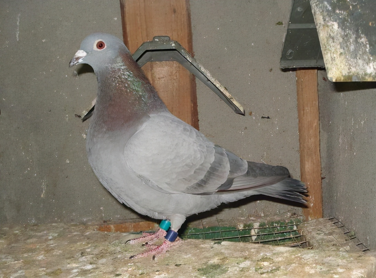 The advantages of slate pigeons are obvious - iNEWS