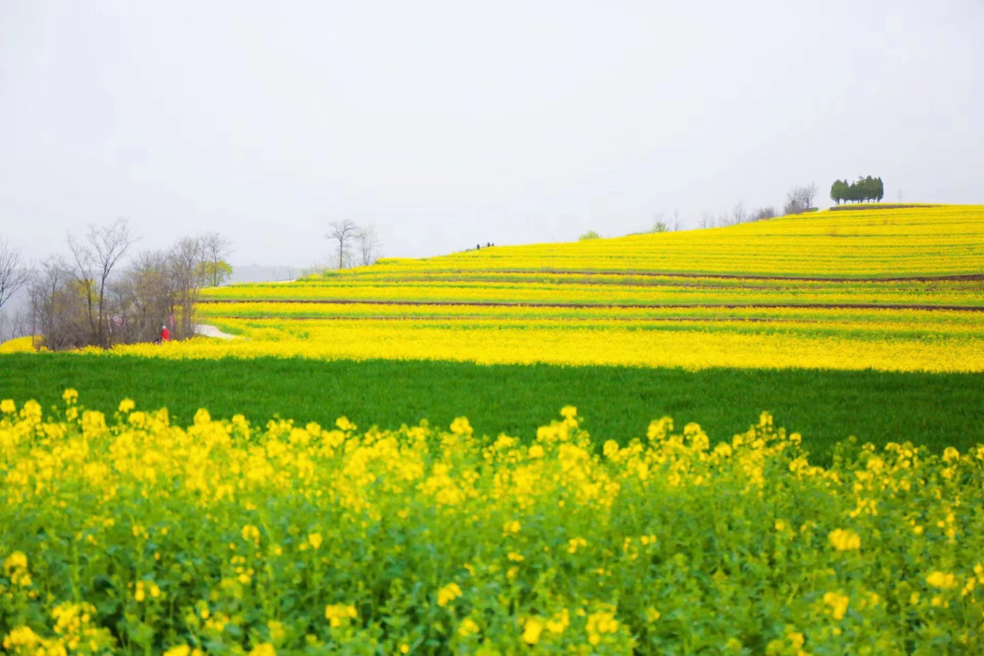 "Micro vacation", bring children here to shop, eat and enjoy flowers to ...