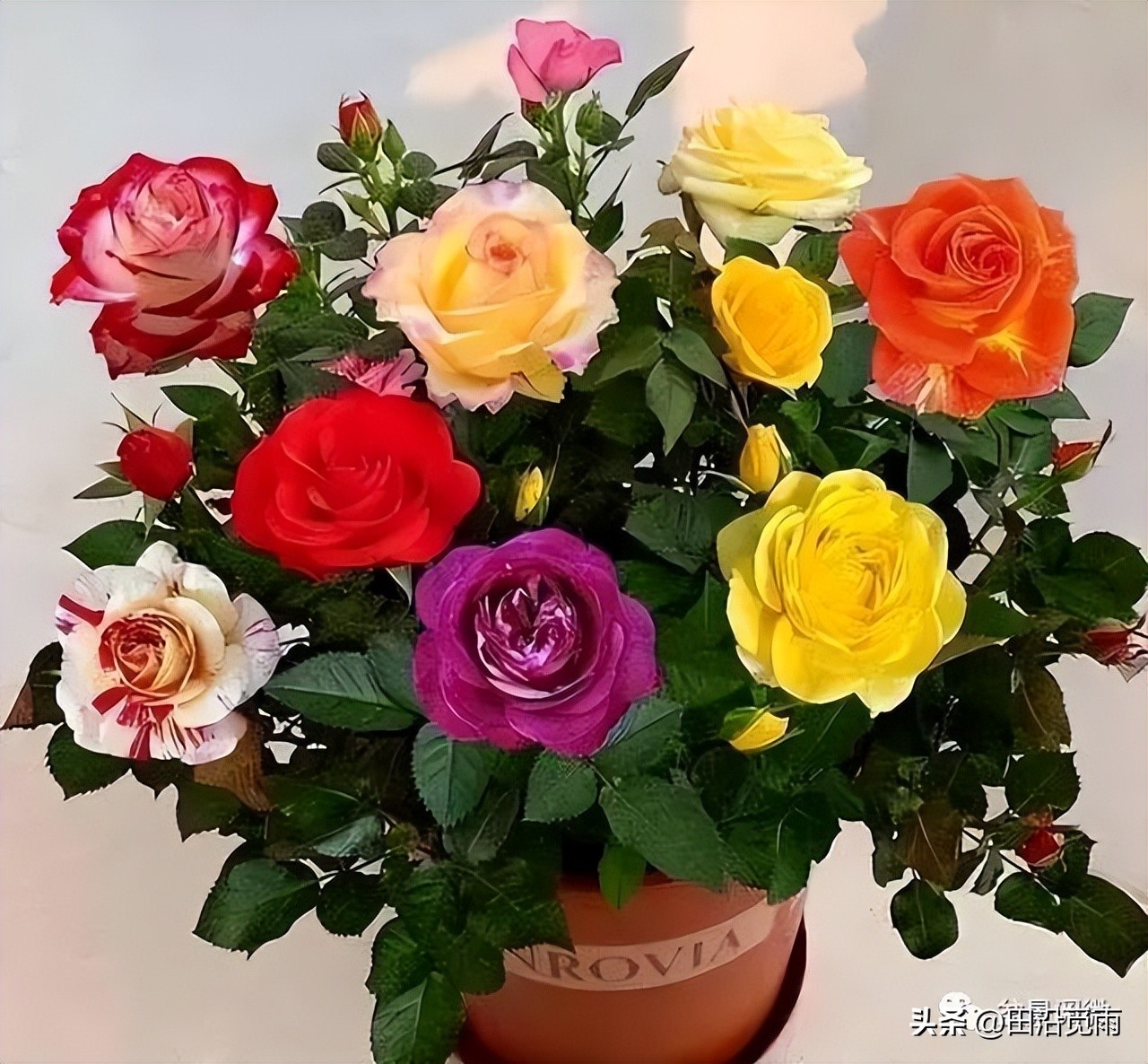 Beautiful and easy to grow multi-color roses, have you ever seen them ...