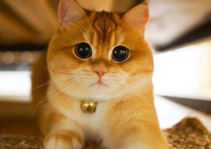 Why are more and more people raising "Golden Gradients"?Netizen: I don ...