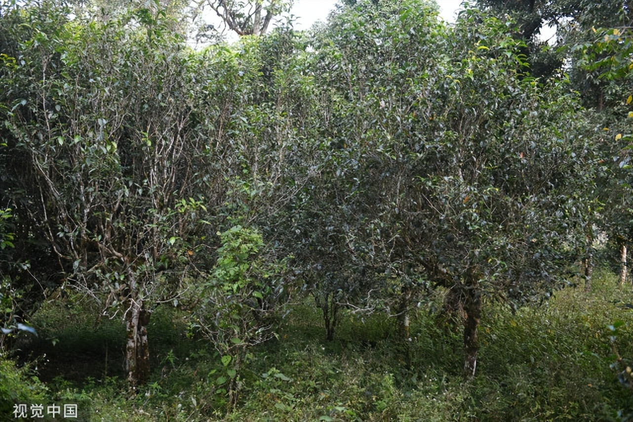 Aging says tea - who is the owner of the ancient tea tree - iNEWS