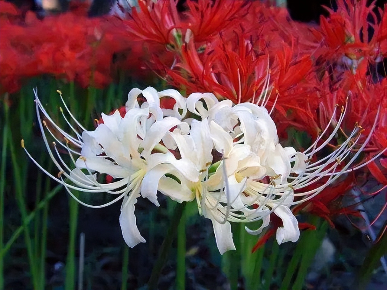 Top 10 cursed flowers - iNEWS