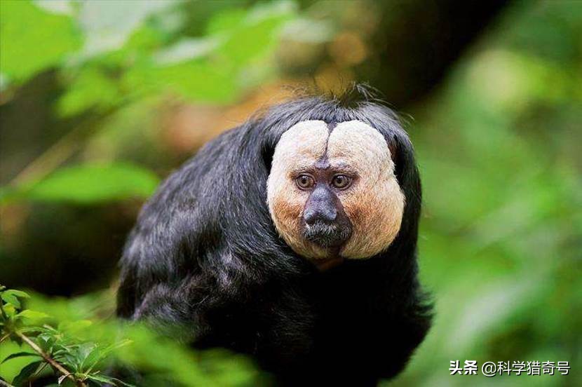 Sacred monkeys have been extinct for 80 years, and now they suddenly ...