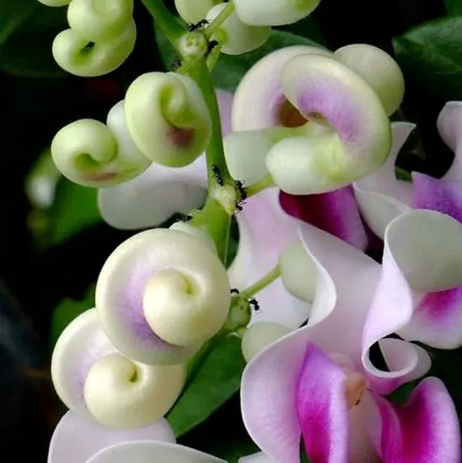 Snail vine, peculiar in appearance, long-lasting floral fragrance, rich ...