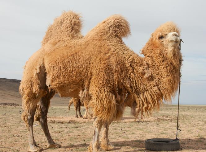 Camels how they survive, reproduce and communicate in the desert - iNEWS