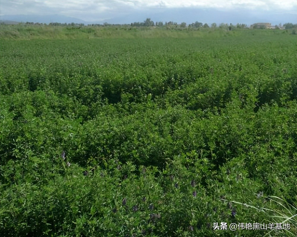 There are three major types of pasture planting for raising black goats ...