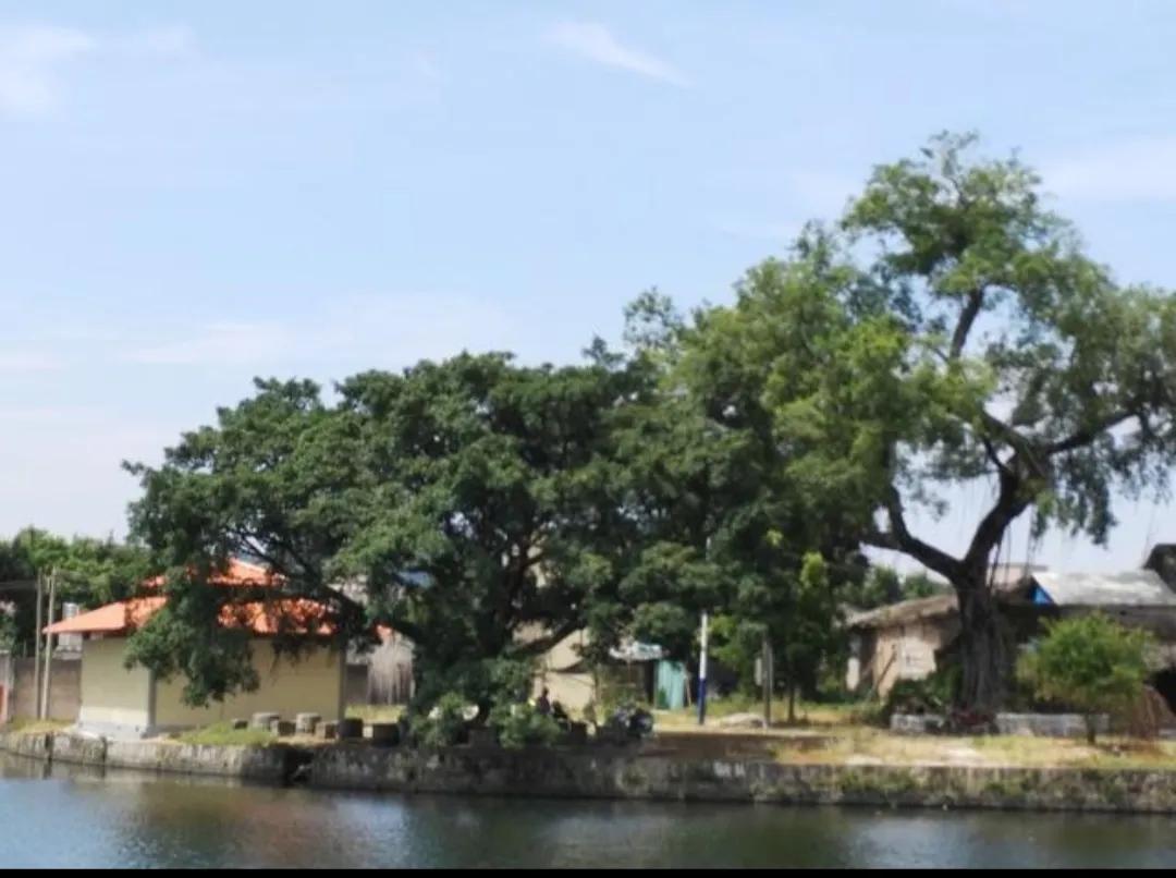 Chaoshan dialect: Chickens pecking waves do not know how to correct - iNEWS