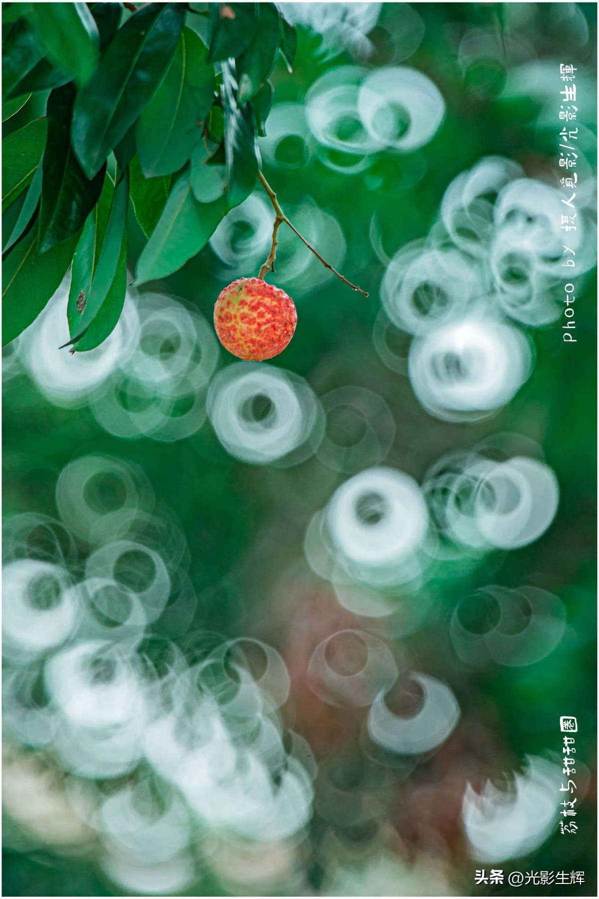 Photo Fun Fact: Lychees vs Donuts - iMedia