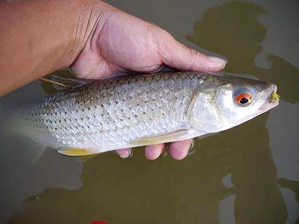 A kind of wild grass carp in the countryside. In the past, it was ...