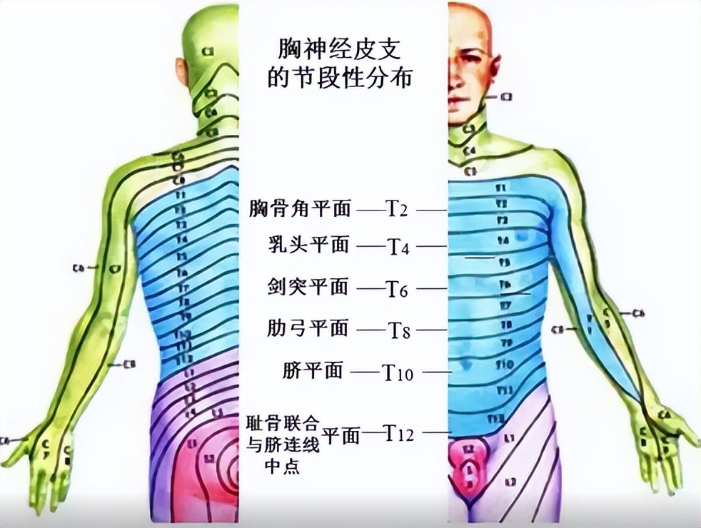 Talk about the nerve distribution of the thoracic facet joints - iNEWS