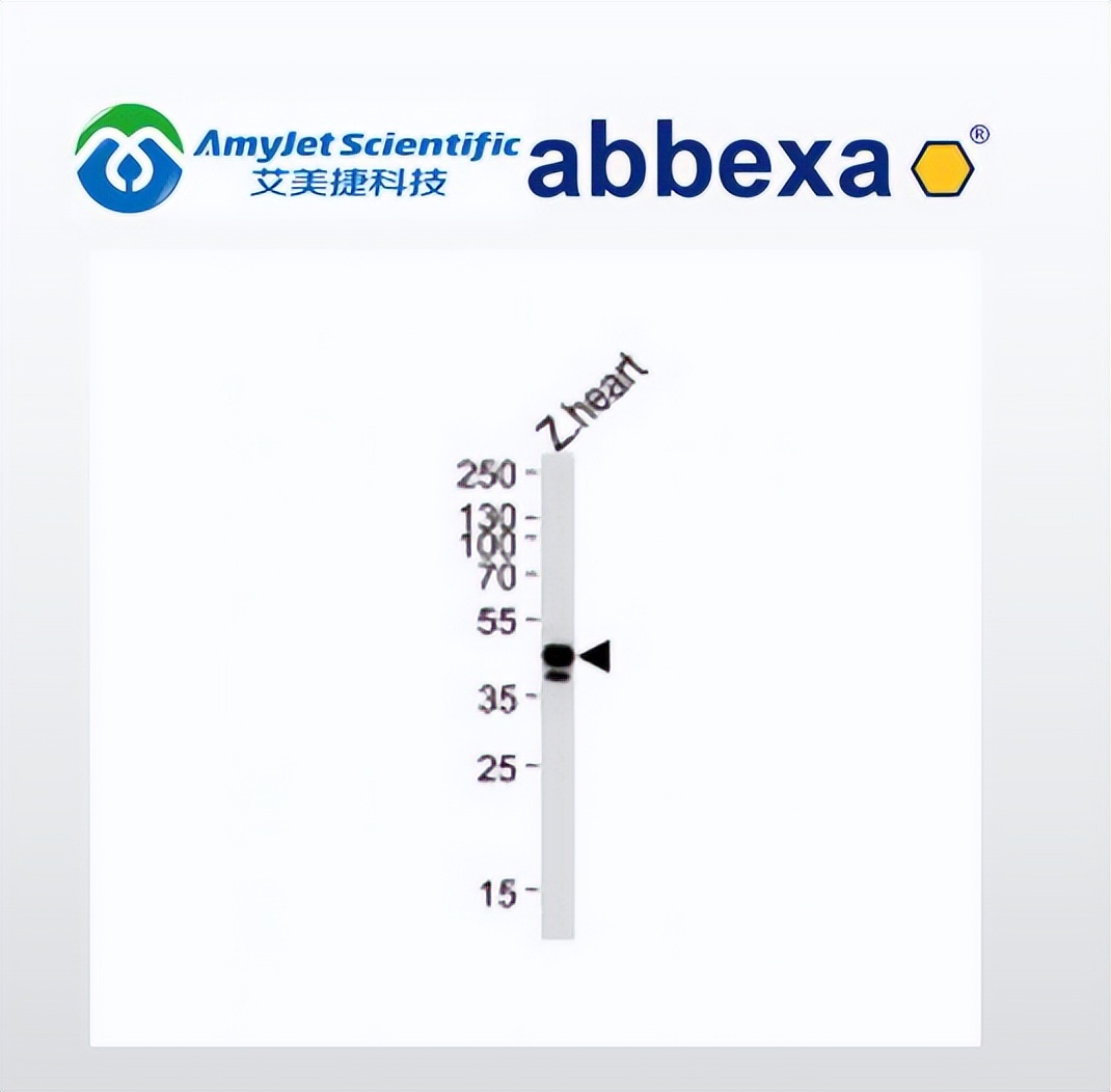 Instructions for Abbexa Antibody DANRE efnb2a - iNEWS