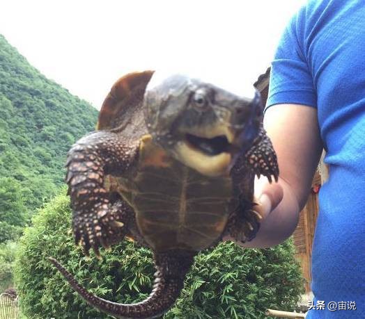 How does the distribution and habits of eagle-billed turtles affect the ...