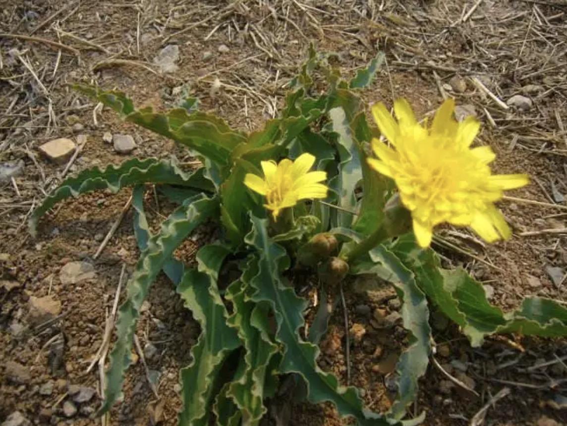 It grows under the hillside and is called "pen tube grass". Its roots ...