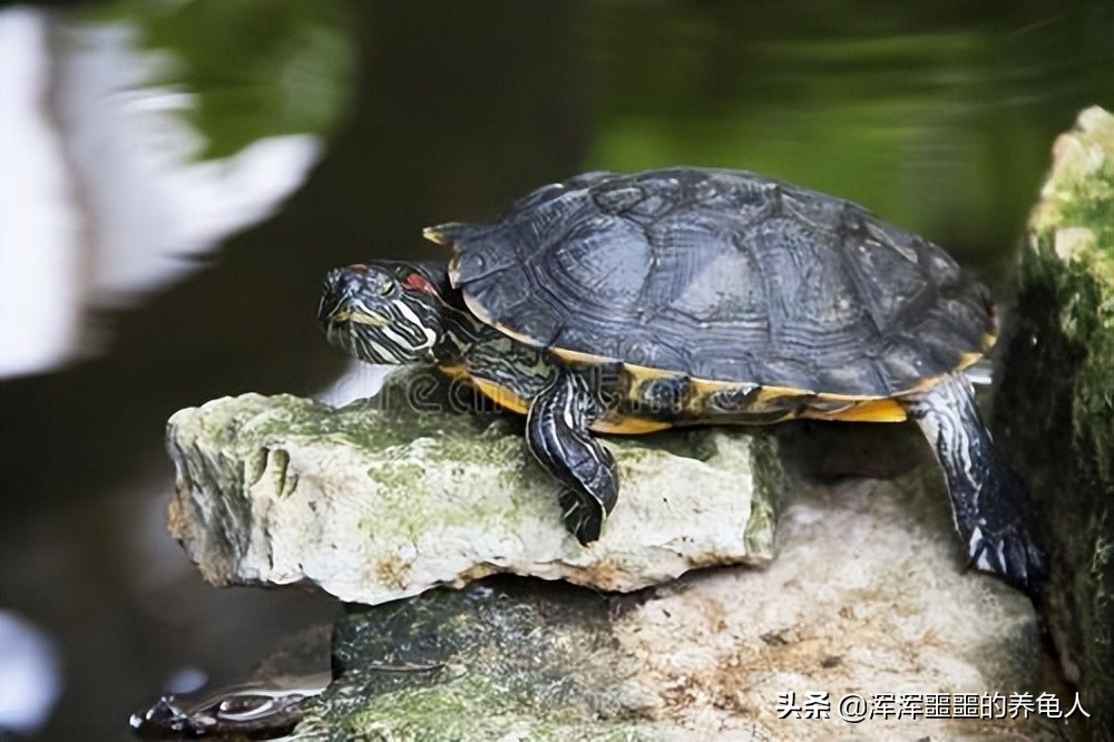 What are the symptoms of a turtle choking on water?What should I do ...