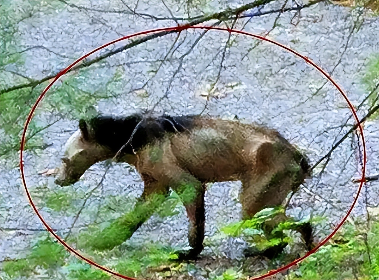 The donkey-headed wolf that has been extinct for 500,000 years ...