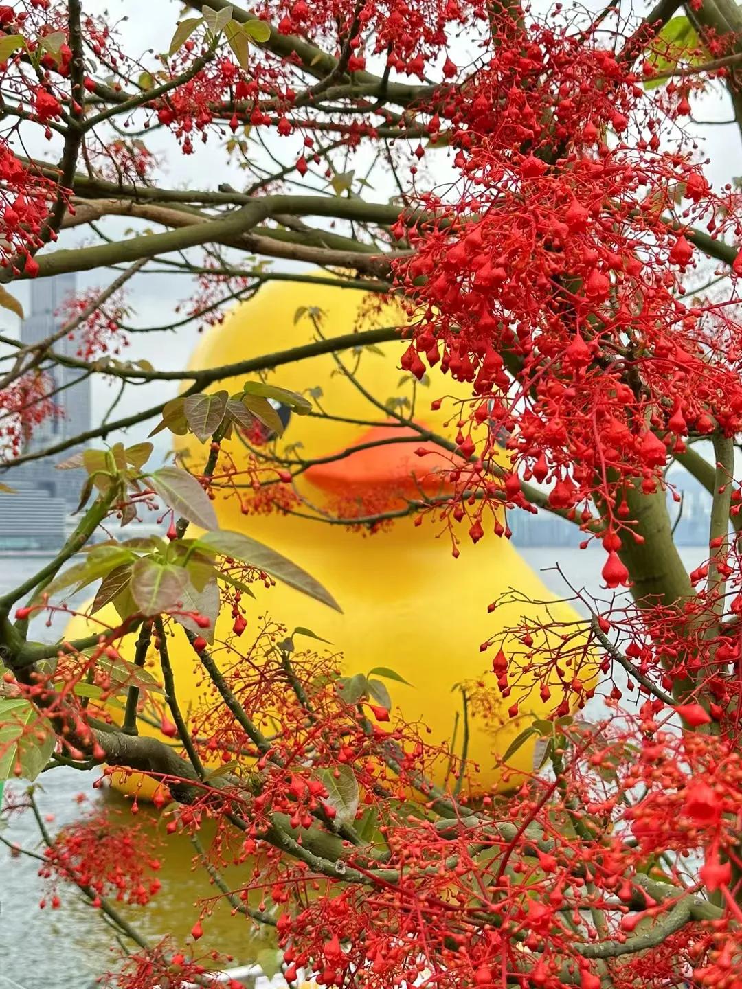 Meet the big yellow duck once in ten years, revisit the big yellow duck ...
