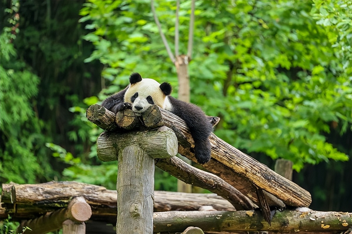 Guarding the livable environment for giant pandas, COLMO air ...