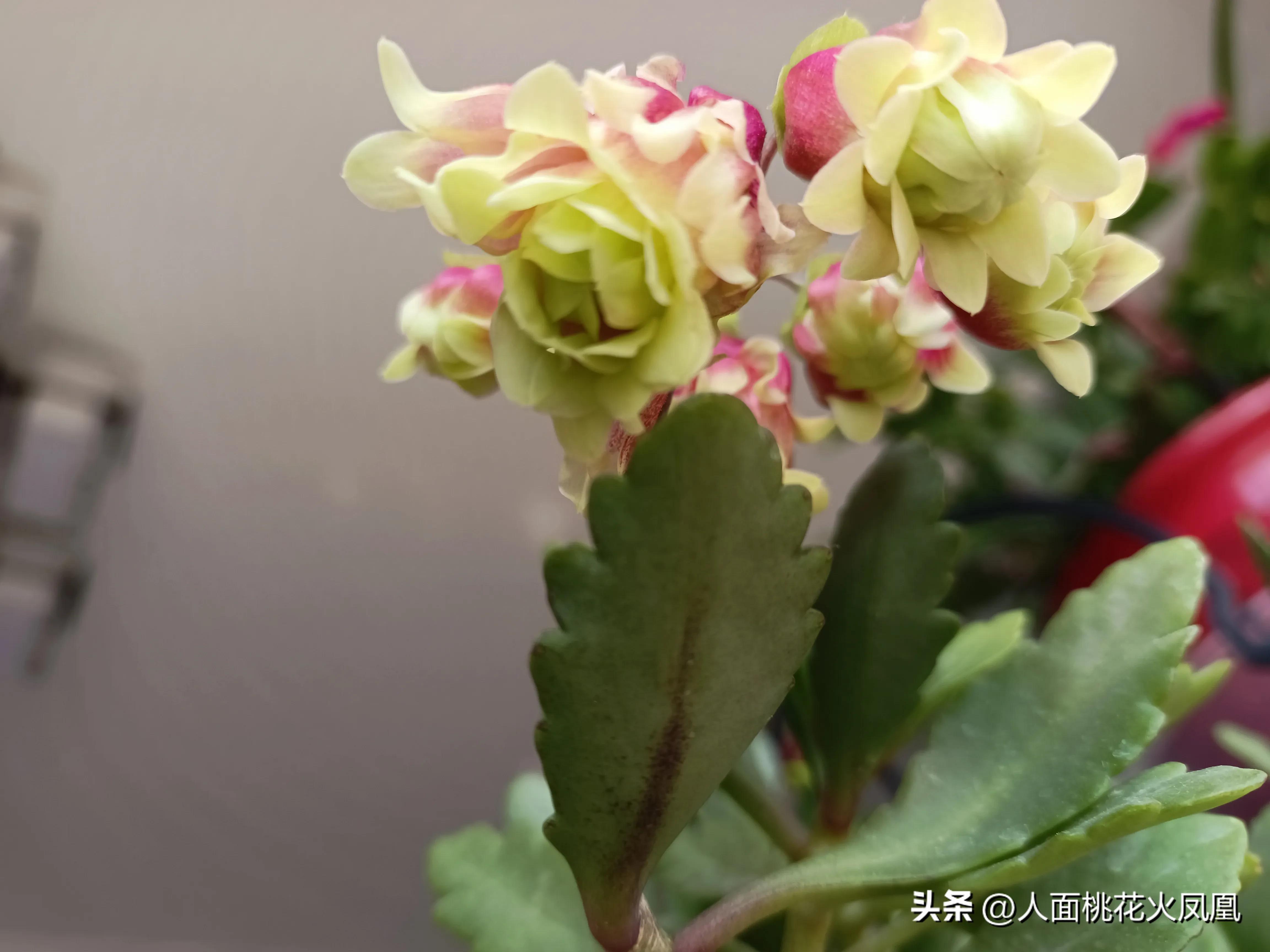 The longevity flower of the palace lantern finally bloomed, what is ...