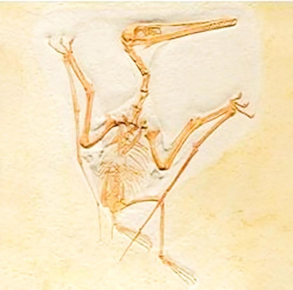 Share pictures - Archaeopteryx, the ancestor of birds - iMedia