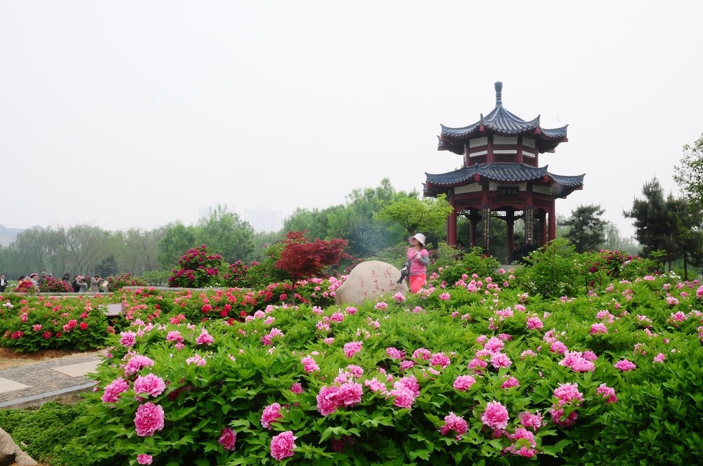 Rare peonies in Luoyang Wangcheng Park were picked?Love flowers don't ...