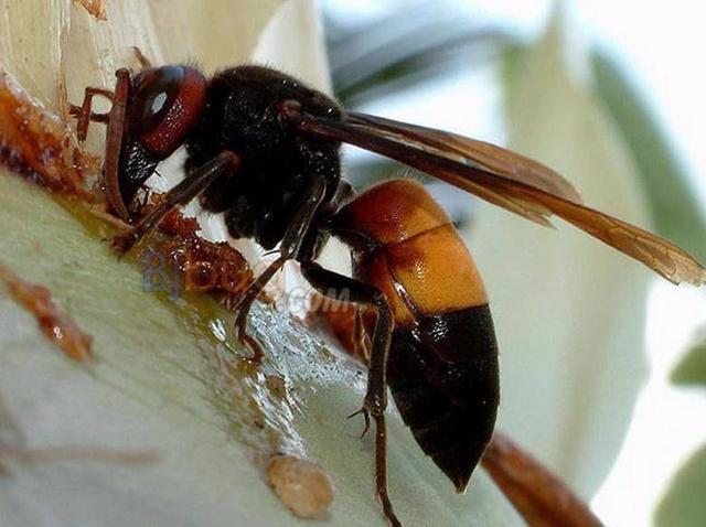 10 Most Dangerous and Poisonous Bees in the World - iNEWS