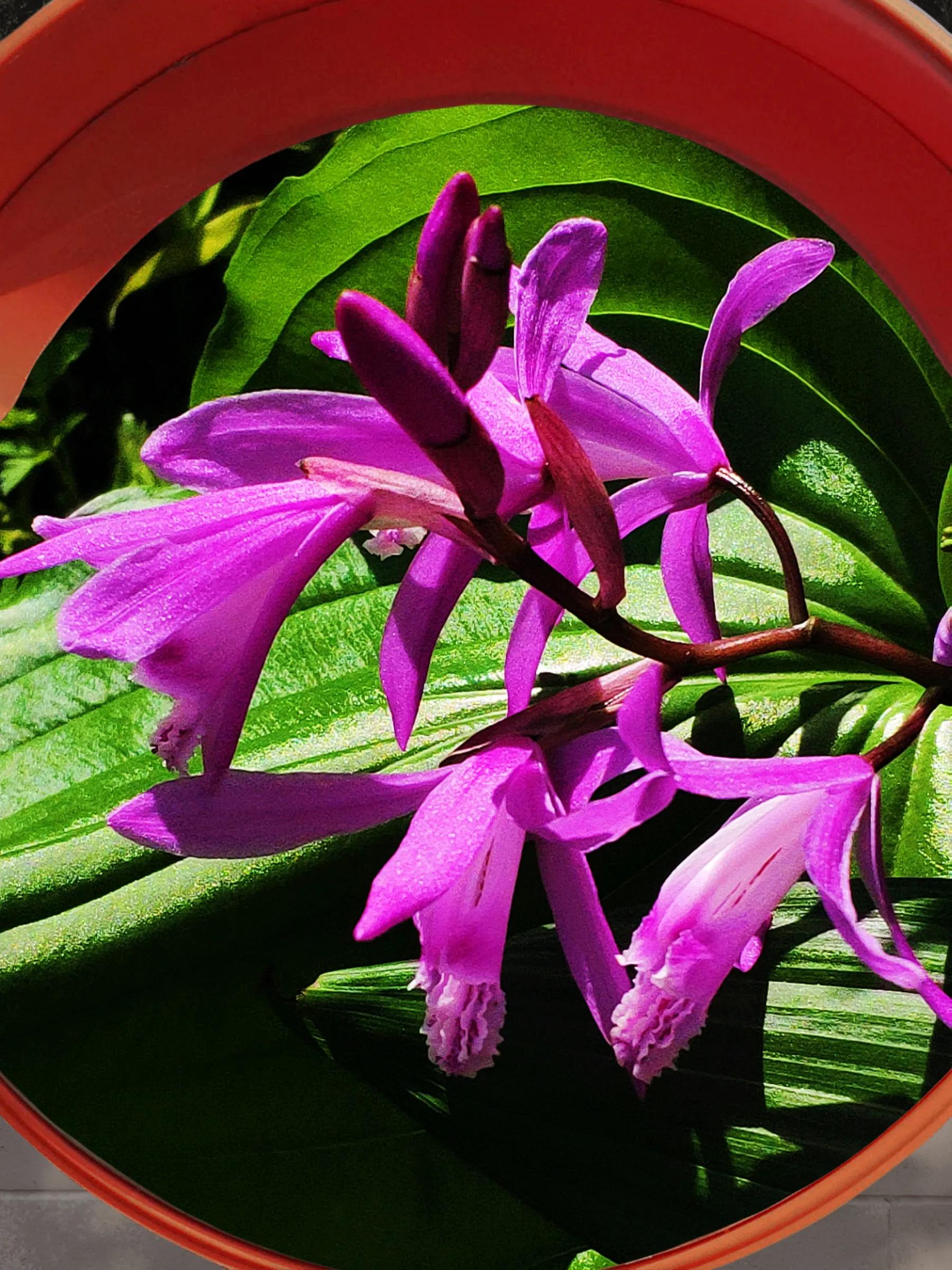 Bai Ji (photographed by mobile phone) - iMedia