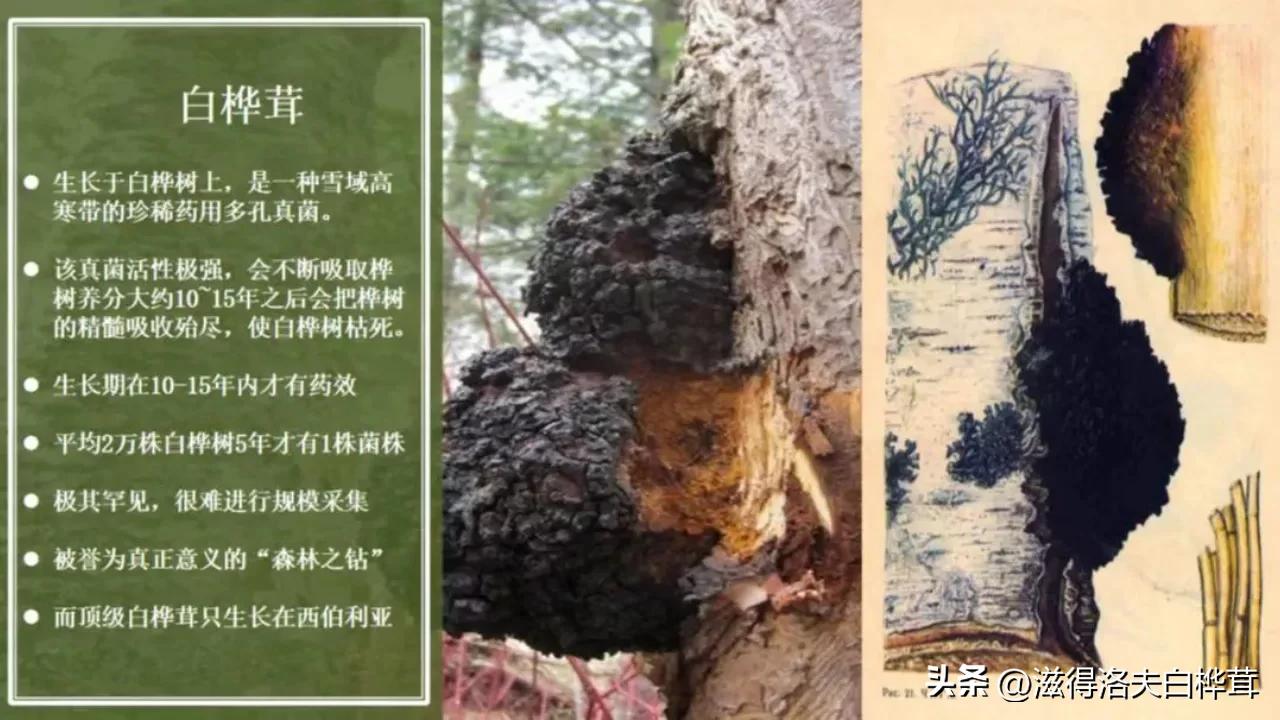 Pushkin - the father of Russian literature - iNEWS