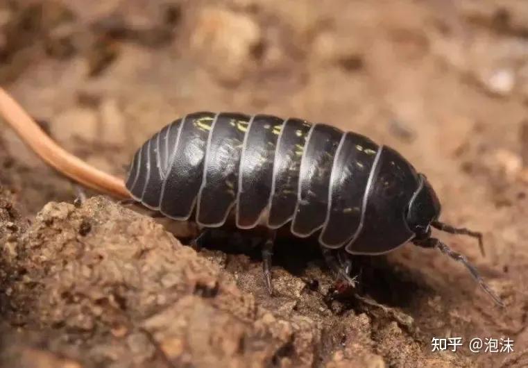 The Secret of the Watermelon Bug - iNEWS