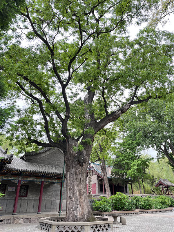 The most ancient tree of thousands of years - Jinci Tang Huai - iNEWS