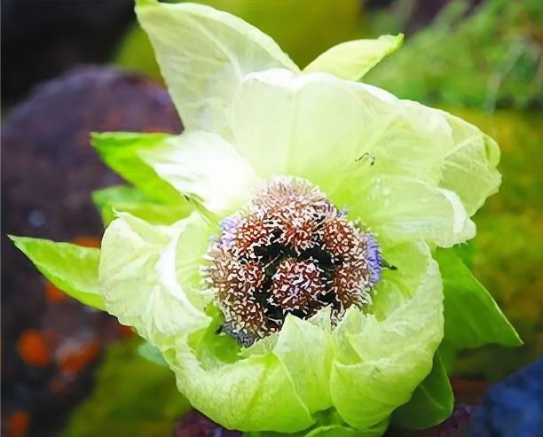 Tianshan snow lotus, a miracle blooming in the restricted area of life ...