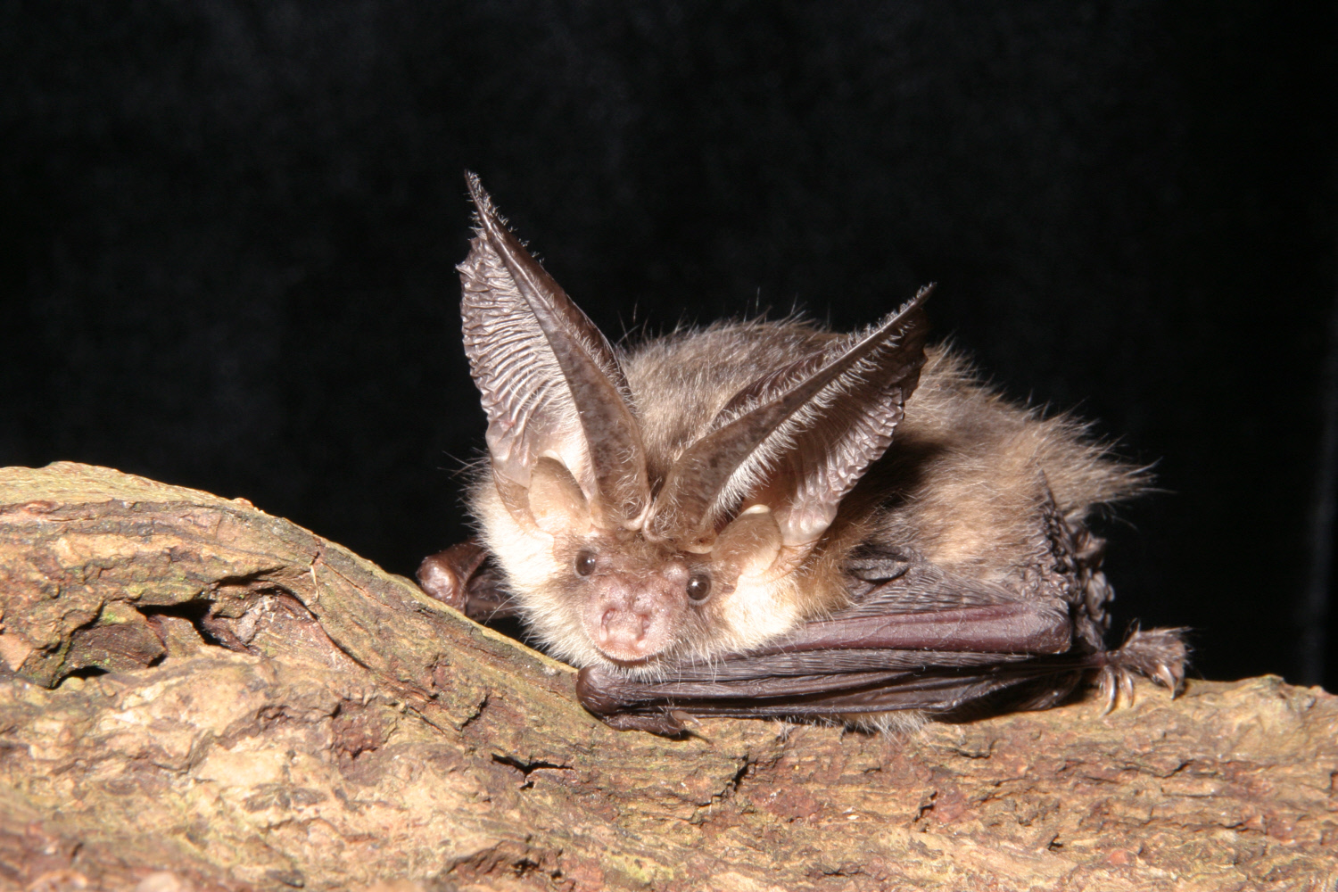 World's Smallest Mammal: Kitty's Hog-nosed Bat - iNEWS