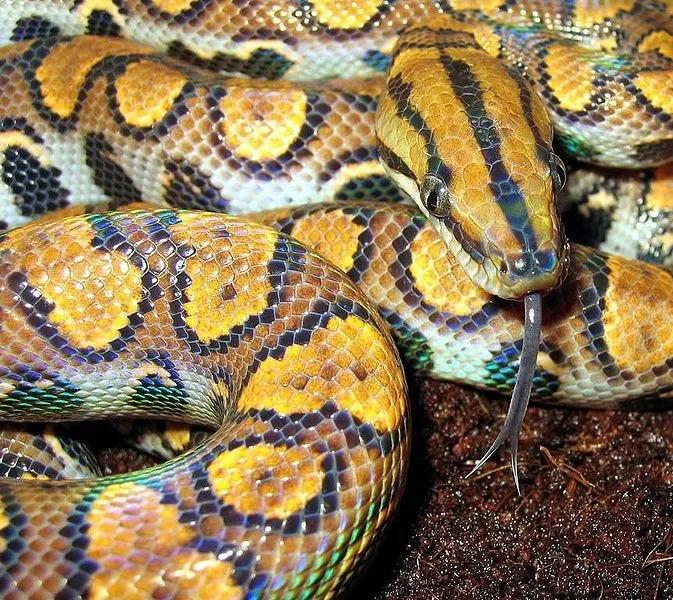 Snakes, like other animals, have dens - iNEWS