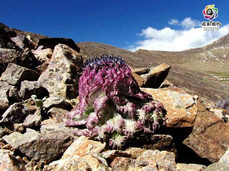Meet Rare Plants: Jellyfish Snow Rabbit - iNEWS