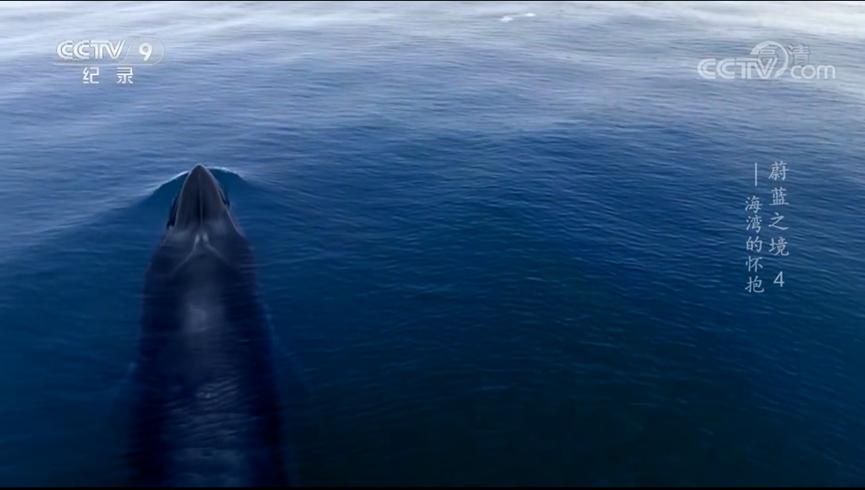 CCTV pushes super-beautiful documentary - "The Blue Realm" - iNEWS