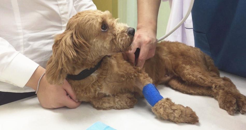 The sadness of purebred dogs!Human deformed aesthetics, the consequence ...