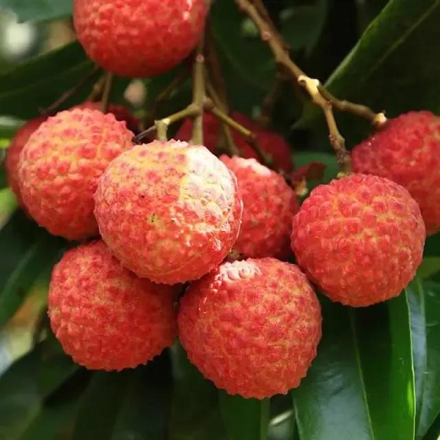 The benefits and taboos of eating lychees - iMedia