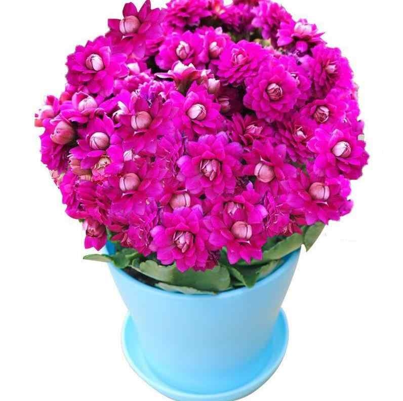 After the longevity flower blooms in March, learn to "correct" cuttings ...