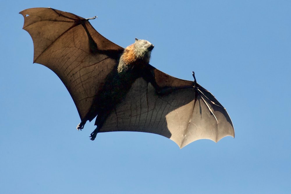 Why are bats the only mammals that can fly? - iNEWS