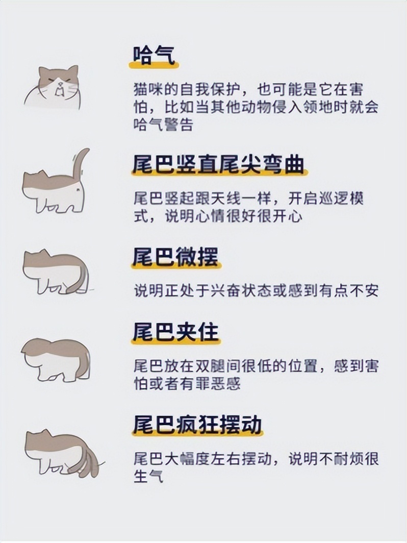 What emotions do cats express, understand cat body language in 1 second ...