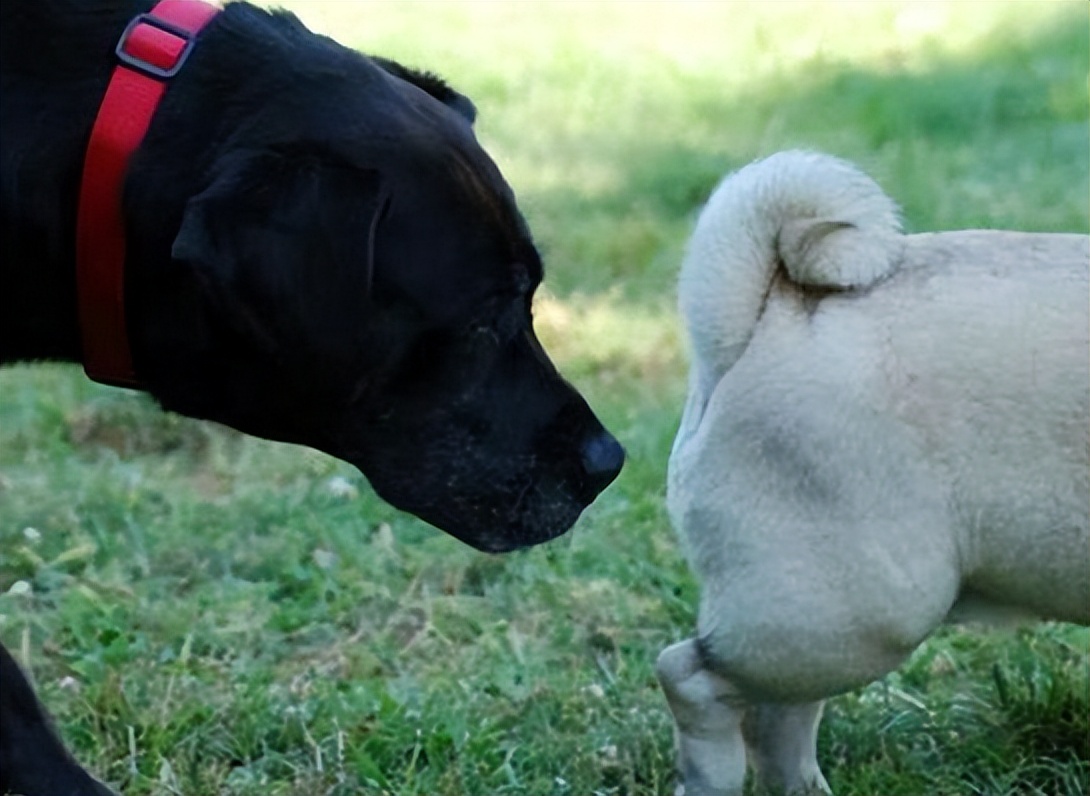 Do animals sniff each other's butts before mating? The seemingly ...
