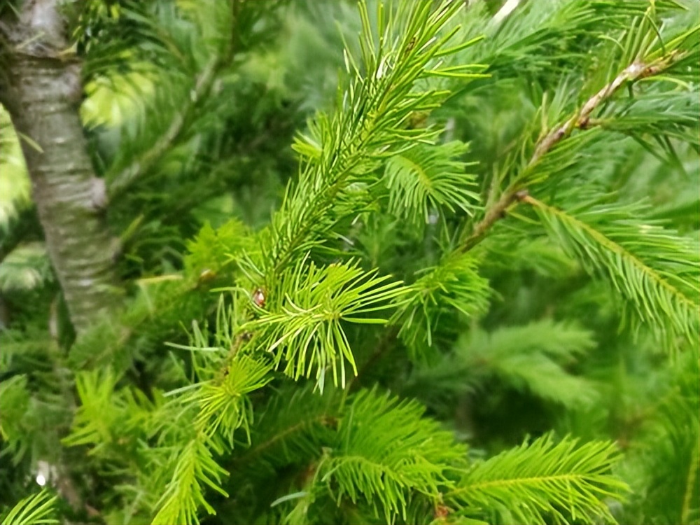 Douglas Firs - suave superiors, forward-looking pioneers - iNEWS