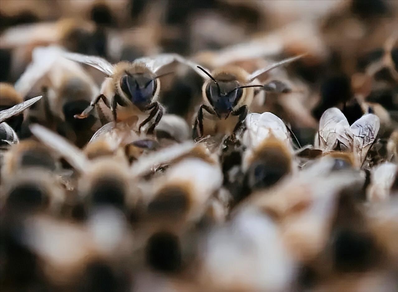 Why are there always bees flying around you?The behavior of bees is for ...