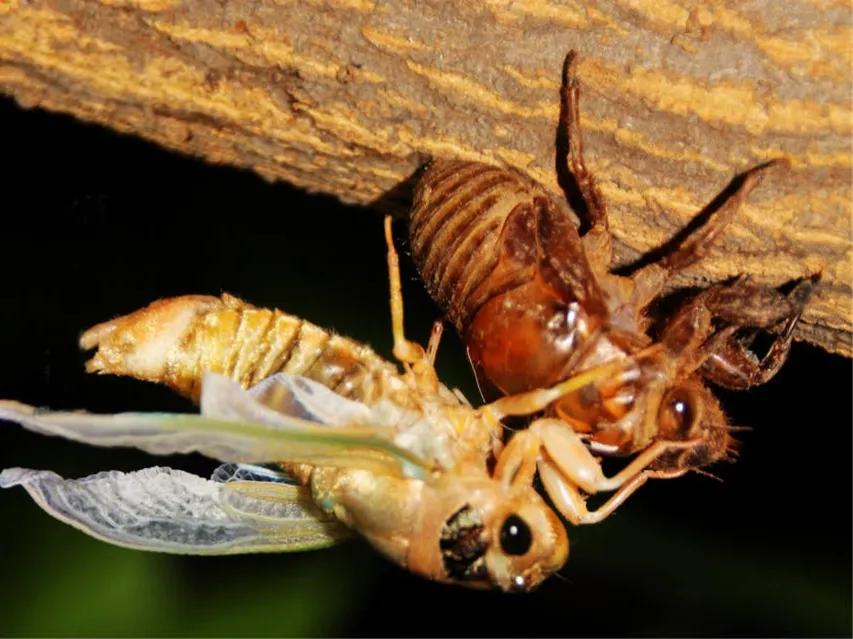 Use a flashlight to find the cicada larva and watch its "golden cicada ...