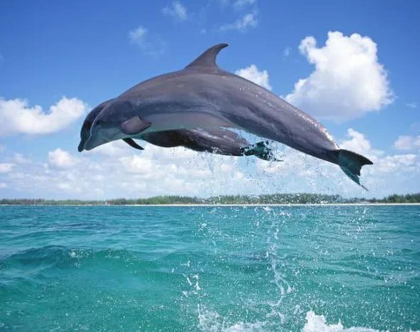 Why do dolphins save people? their intelligence, emotion and motivation ...