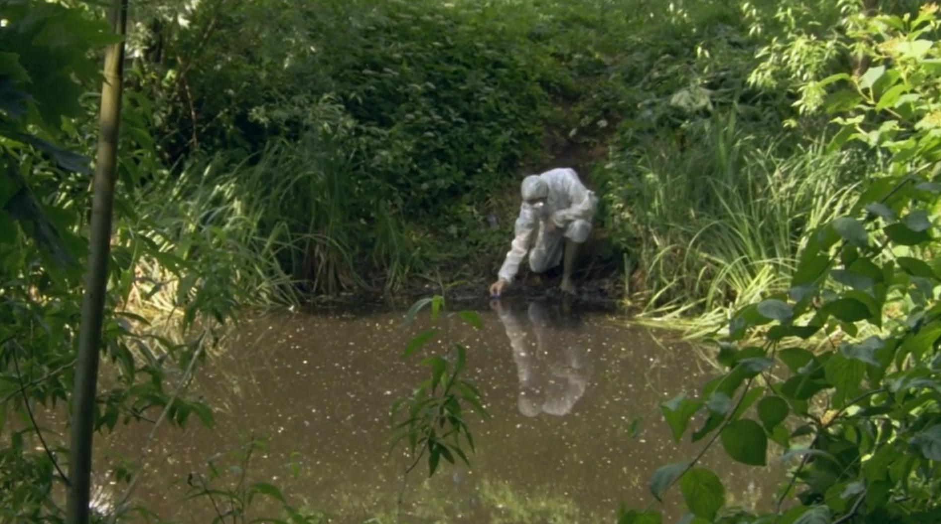 Weird events in nature: a thousand toads disappeared and burst to death ...